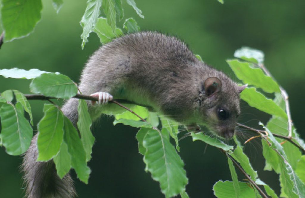 AUTRES RONGEURS - BRUNEL 3D